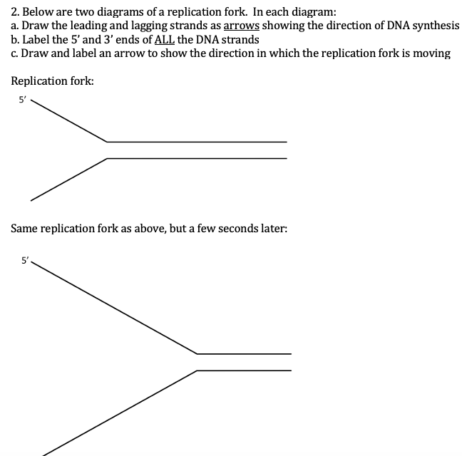 Solved 2. Below are two diagrams of a replication fork. In | Chegg.com