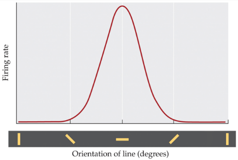 Solved The graph below shows the orientation tuning curve | Chegg.com