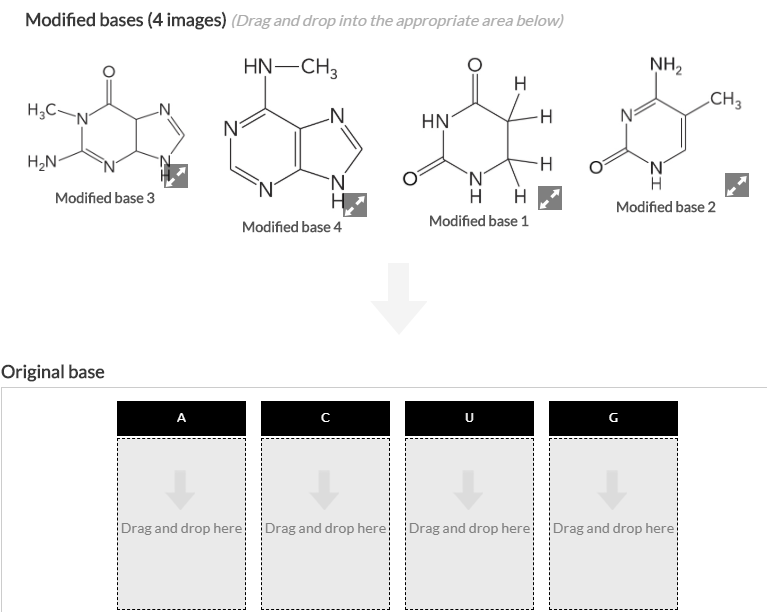 Solved All tRNA molecules contain modified bases. These | Chegg.com
