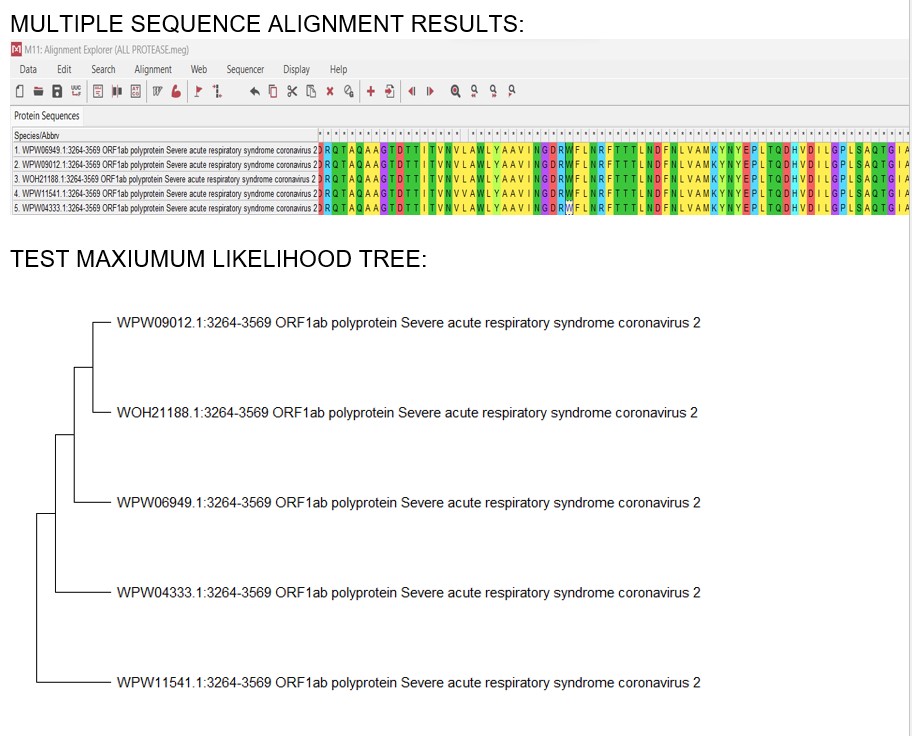 Solved Based on the Multiple Sequence Alignment results were | Chegg.com