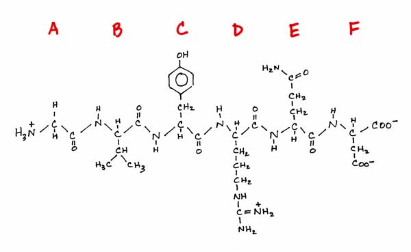 Solved The one-letter code for this peptide is ______? | Chegg.com