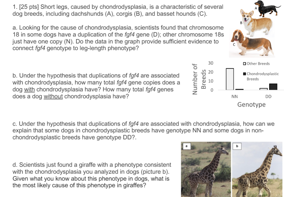 А 1. [25 pts] Short legs, caused by chondrodysplasia, | Chegg.com