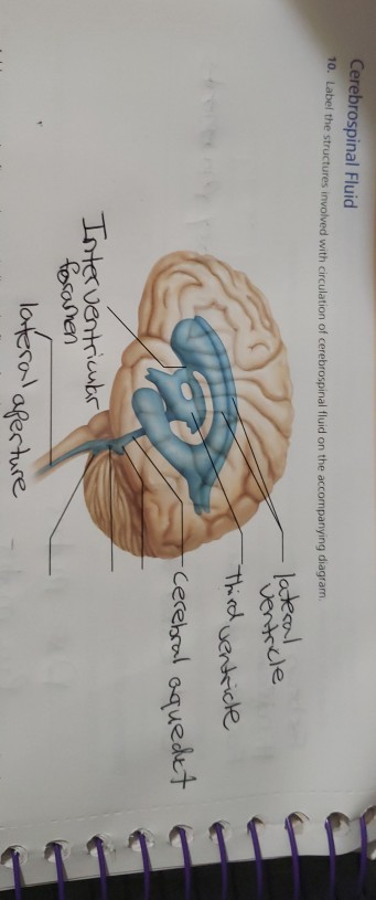 Solved Cerebrospinal Fluid 10. Label the structures involved | Chegg.com