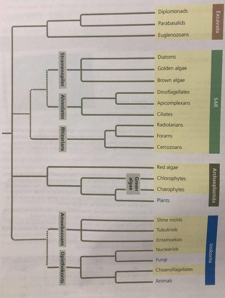 Solved There are 4 supergroups (there is a nice chart in you | Chegg.com