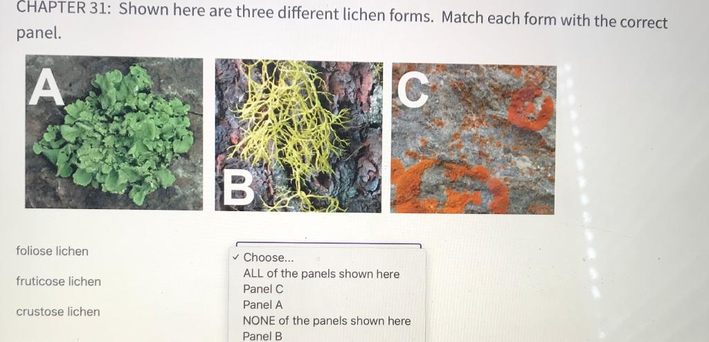Solved CHAPTER 31: Shown here are three different lichen | Chegg.com