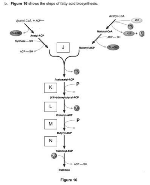 Solved b. Figure 16 shows the steps of fatty acid | Chegg.com
