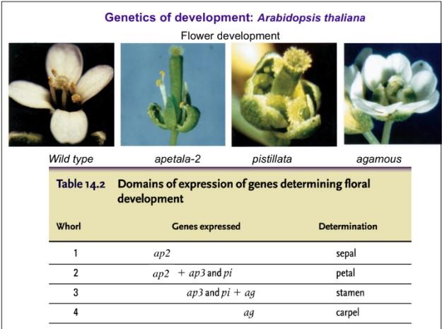 Solved In Arabidopsis, what floral phenotype would be | Chegg.com