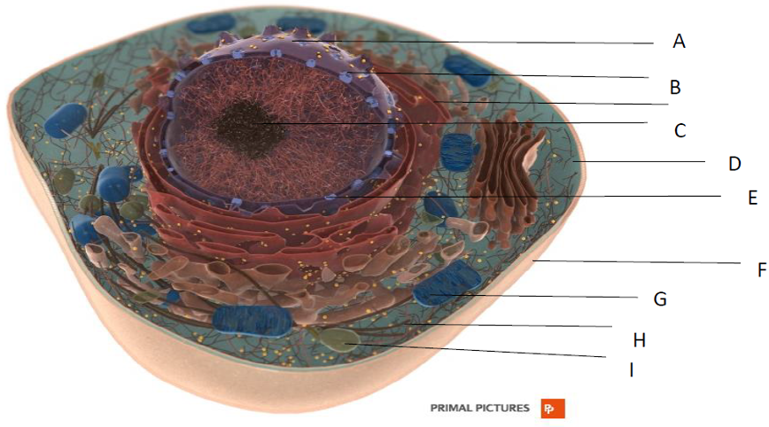 Solved A B с D E F G H 1 PRIMAL PICTURES | Chegg.com