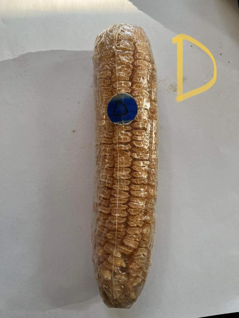 Solved Corn Genetics Corn plants are useful in genetics | Chegg.com