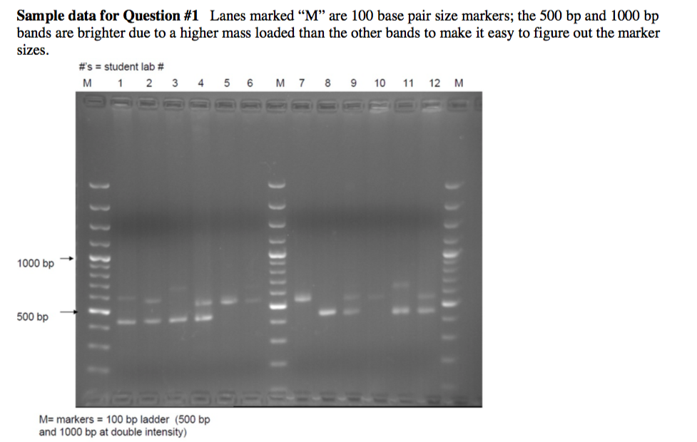 Solved The next page shows a photo of a gel of PCR products | Chegg.com