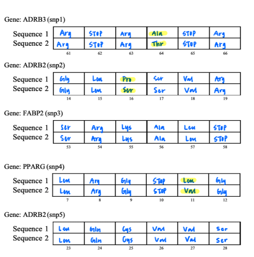 Gene: ADRB3 (snpl) Sequence 1 Ary Sequence 2 Arg STOP | Chegg.com