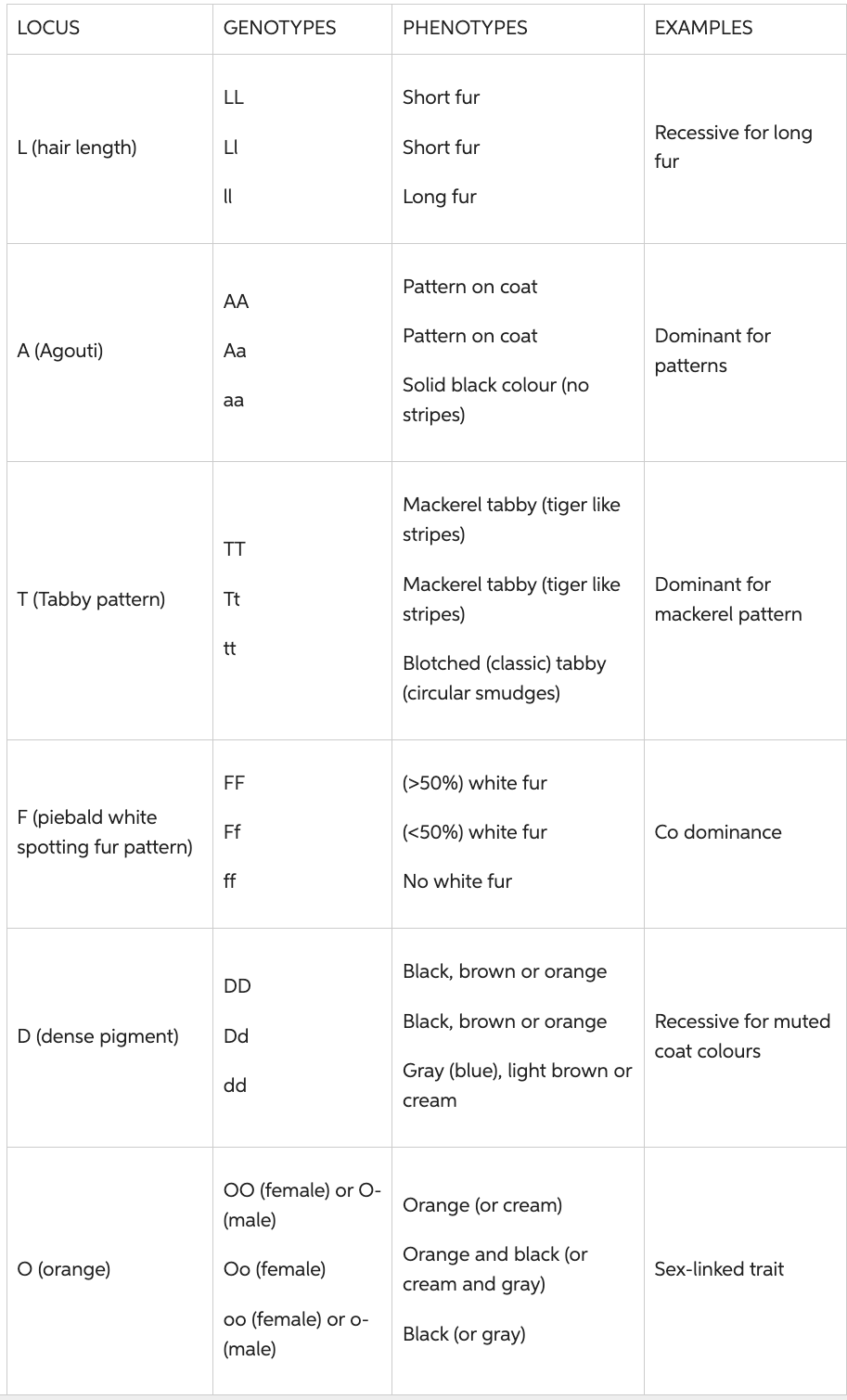 Solved If a long haired, orange and black female cat and a | Chegg.com