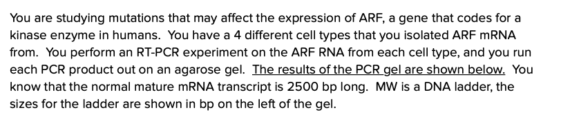 Solved You are studying mutations that may affect the | Chegg.com