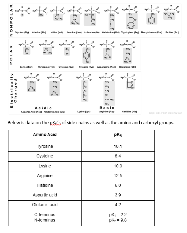 Solved Each ionizable group of an amino acid can exist in | Chegg.com