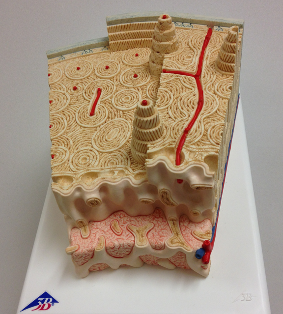 Solved identify the following on a compact bone model: a) | Chegg.com