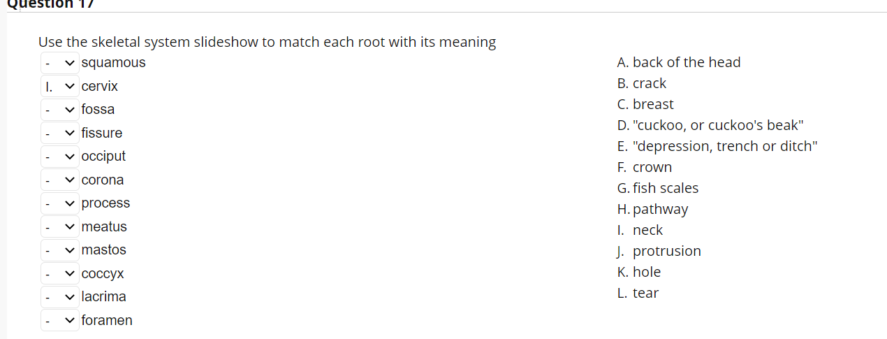 Solved uestion 11 Use the skeletal system slideshow to match | Chegg.com Solved uestion 11 Use the skeletal system slideshow to match | Chegg.com