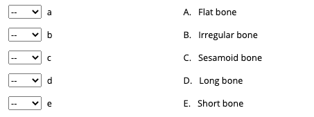 Solved Match the following bone shape with the correct body | Chegg.com