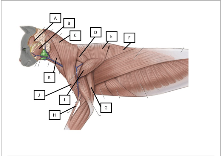 Solved This muscle is the most posterior of the trapezius | Chegg.com
