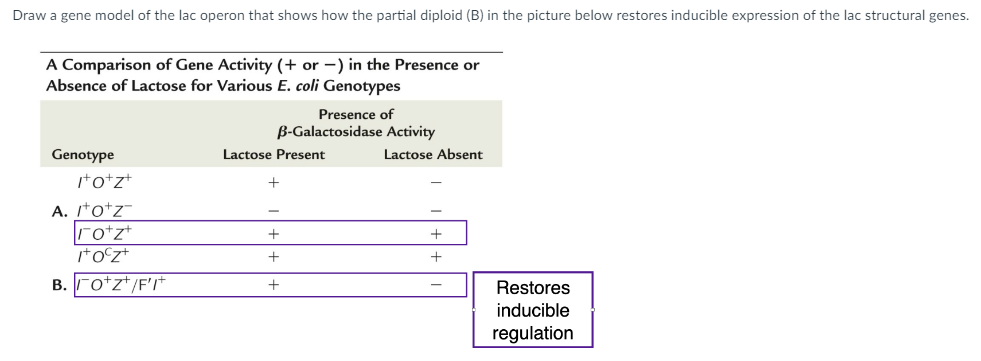 Solved PLEASE DRAW! Draw a gene model of the lac operon that | Chegg.com Solved PLEASE DRAW! Draw a gene model of the lac operon that | Chegg.com