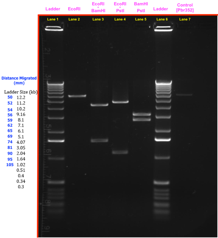 Solved Using these electrophoresis results (below) a) plot a | Chegg.com