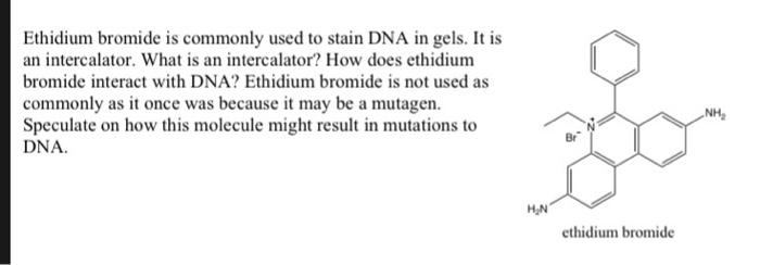 Solved Ethidium bromide is commonly used to stain DNA in | Chegg.com