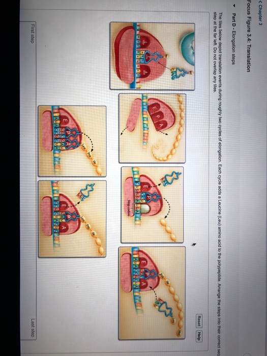 Solved Part D elongation steps The tiles below | Chegg.com