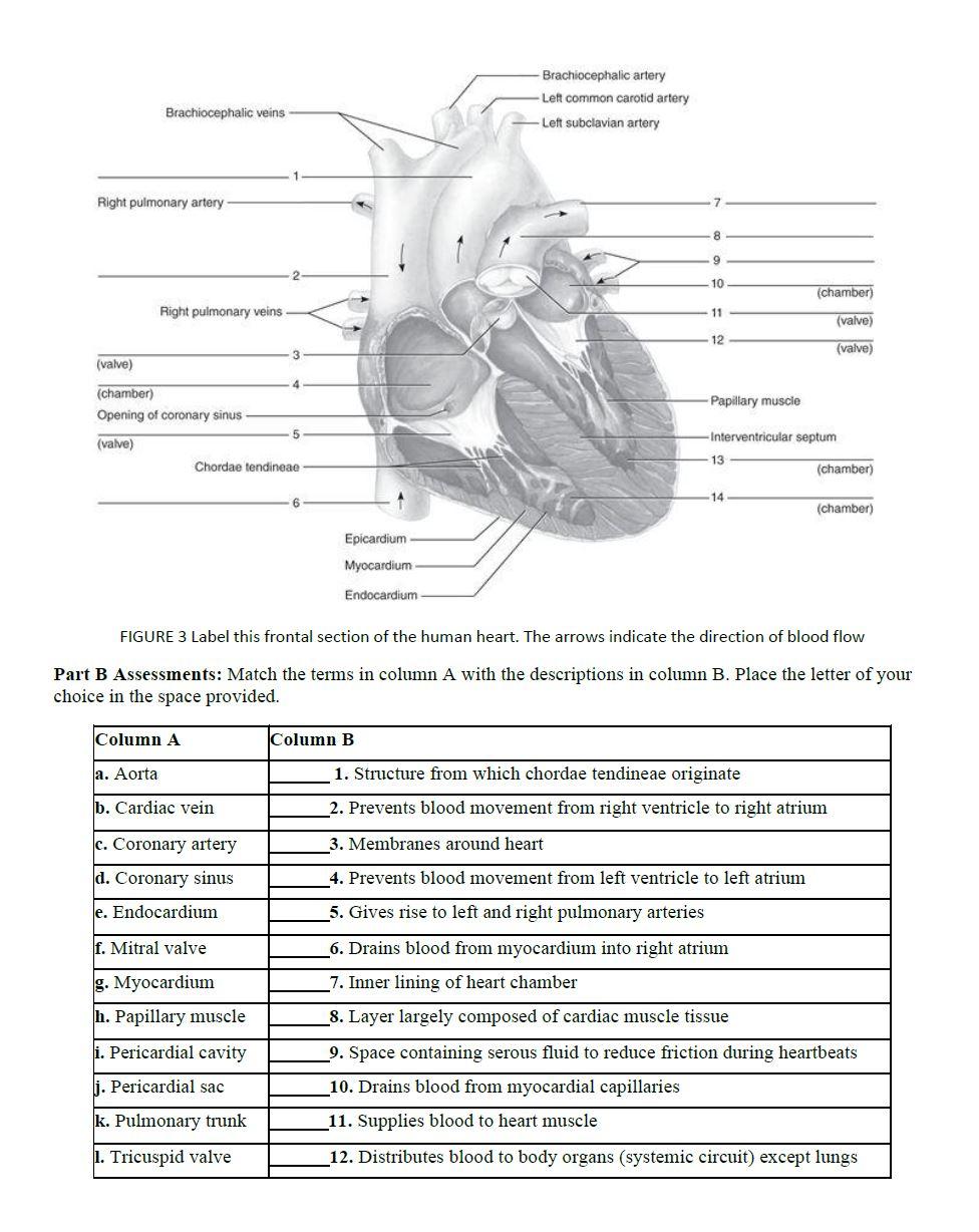 Solved Part A Assessments: Examine the labeled features and | Chegg.com