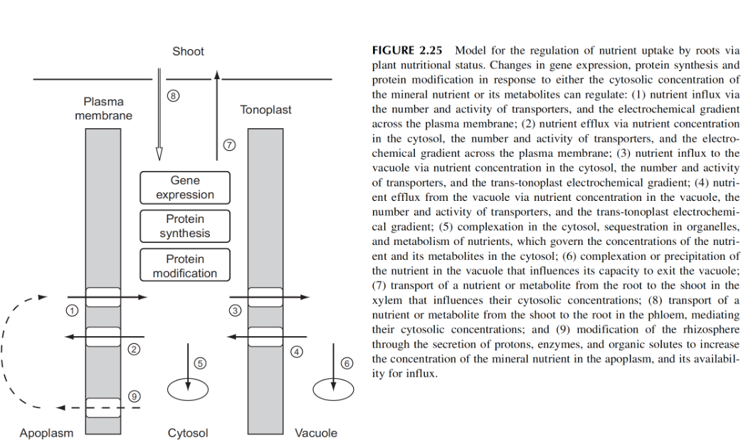 explain how each process functions to regulate | Chegg.com