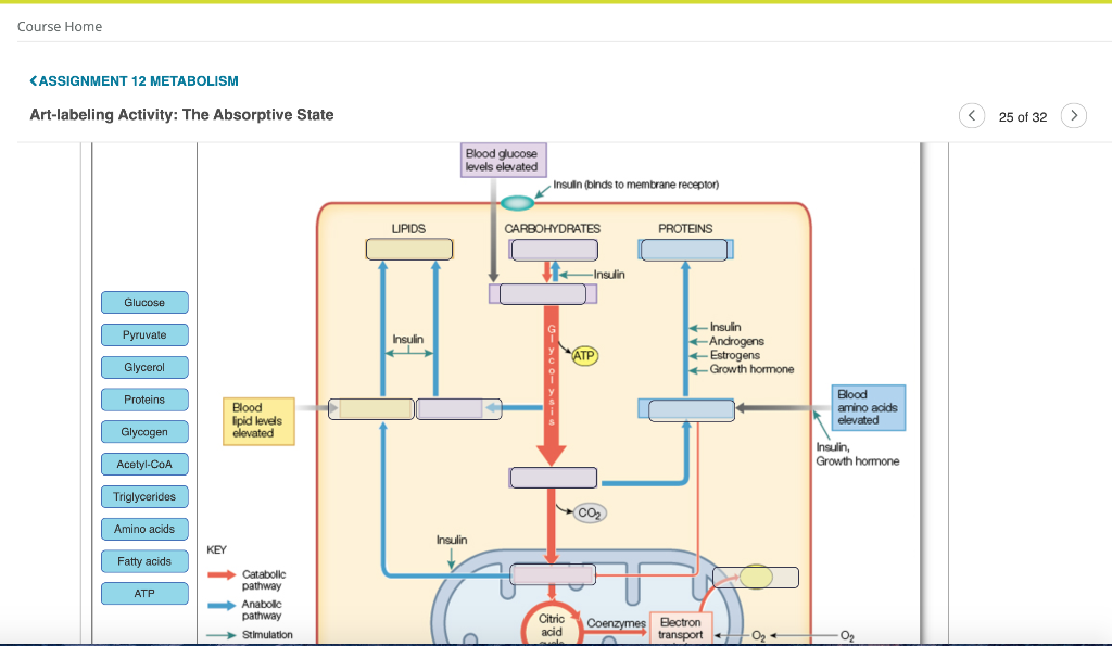 Solved Course Home CASSIGNMENT 12 METABOLISM Art-labeling | Chegg.com