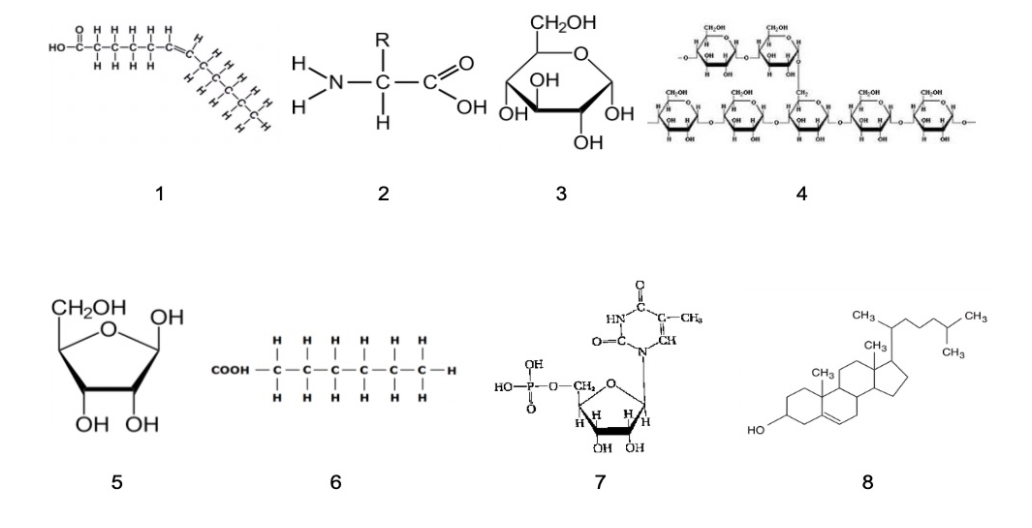Solved Which of these is a polysaccharide? Which is a | Chegg.com