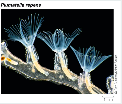 Solved The figure shows several bryozoans. Which statement | Chegg.com