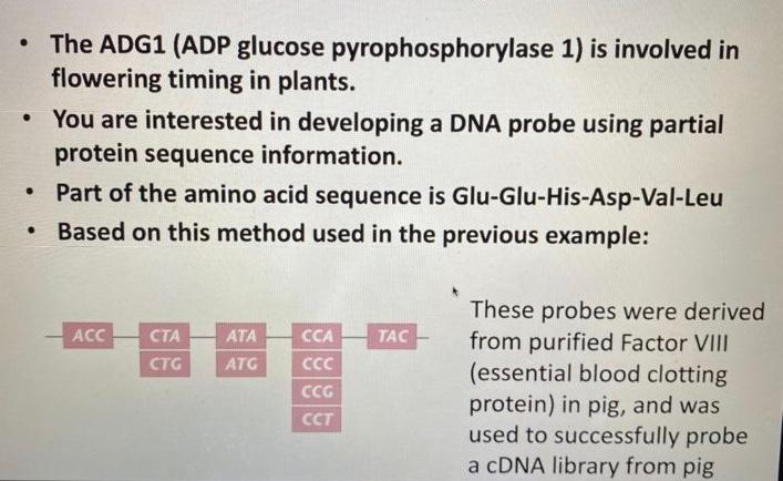 Solved • The ADG1 (ADP glucose pyrophosphorylase 1) is | Chegg.com