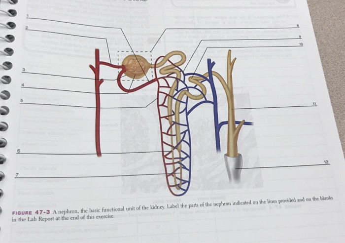 Solved 444 LAB EXERCISE47 Urinary Structures FIGURE 47-2 | Chegg.com Solved 444 LAB EXERCISE47 Urinary Structures FIGURE 47-2 | Chegg.com