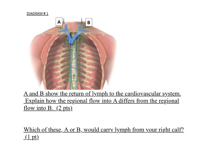Solved DIAGRAM # 1 A and B show the return of lymph to the | Chegg.com