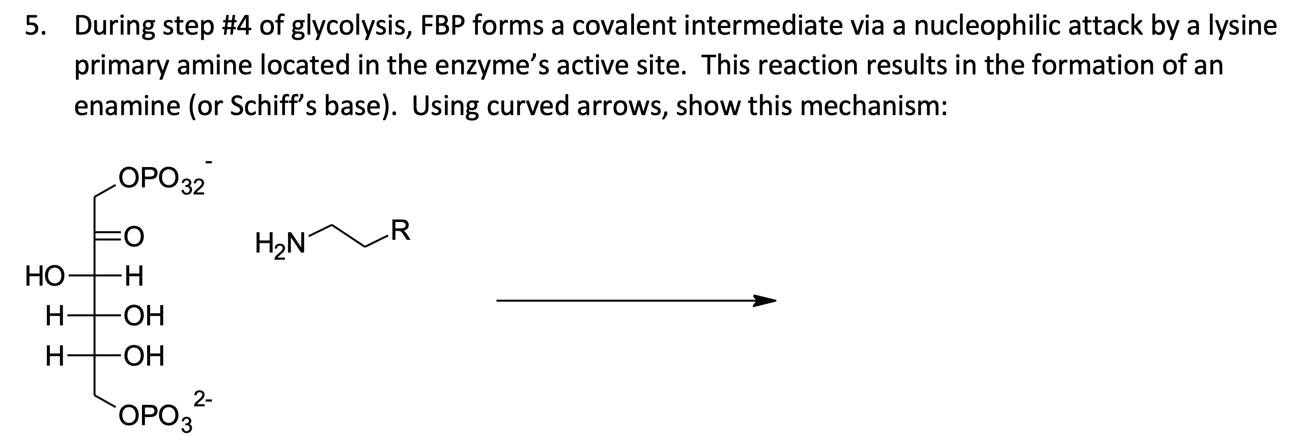 Solved 5. During step \#4 of glycolysis, FBP forms a | Chegg.com