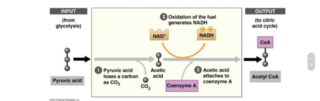 Solved INPUT OUTPUT (from glycolysis) 2 Oxidation of the | Chegg.com