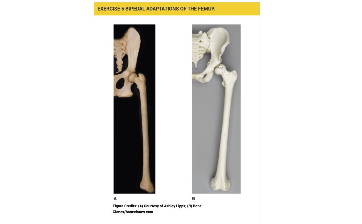Solved: EXERCISE 5 BIPEDAL ADAPTATIONS OF THE FEMUR Work I... | Chegg.com Solved: EXERCISE 5 BIPEDAL ADAPTATIONS OF THE FEMUR Work I... | Chegg.com
