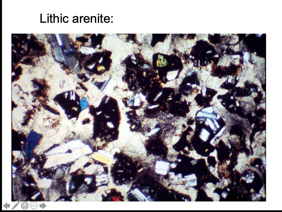 Solved -what is rounding/sorting, grains present - what | Chegg.com