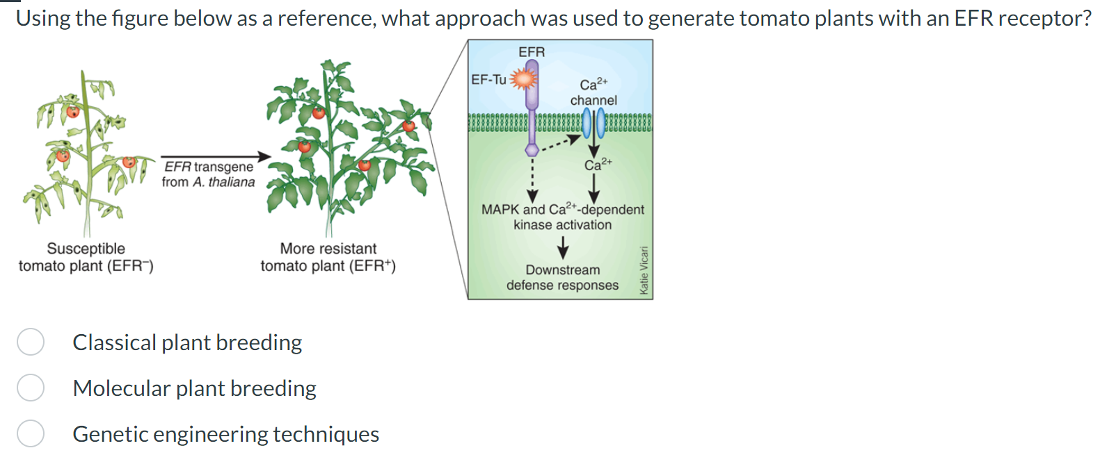 Solved Classical plant breeding Molecular plant breeding | Chegg.com