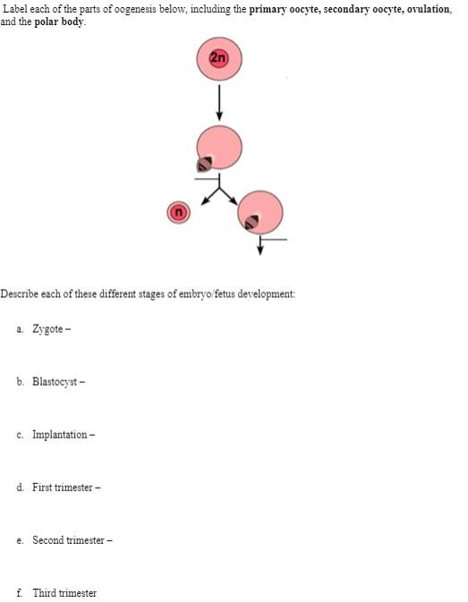 Solved Label each of the parts of oogenesis below, including | Chegg.com