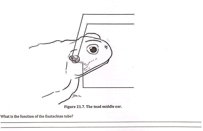 Solved Label the parts of the toad middle ear and answer the | Chegg.com