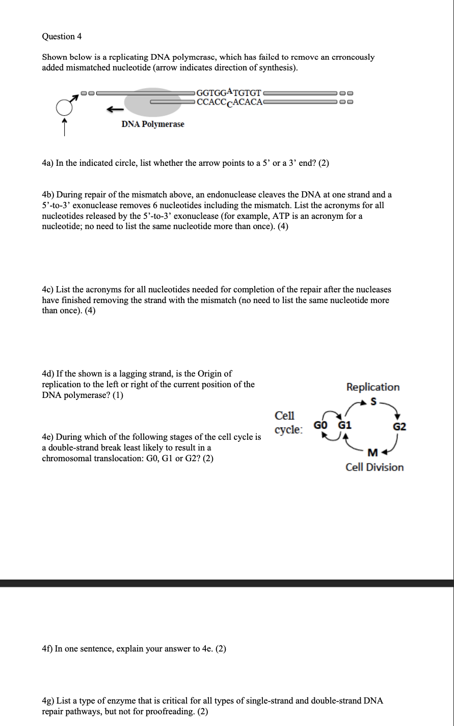 Solved Question 4 Shown below is a replicating DNA | Chegg.com