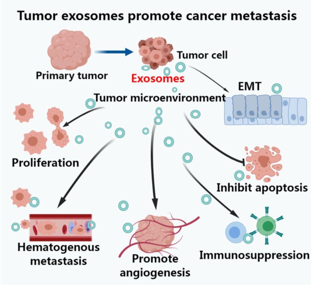 Solved Tumor exosomes promote cancer metastasis Tumor cell | Chegg.com