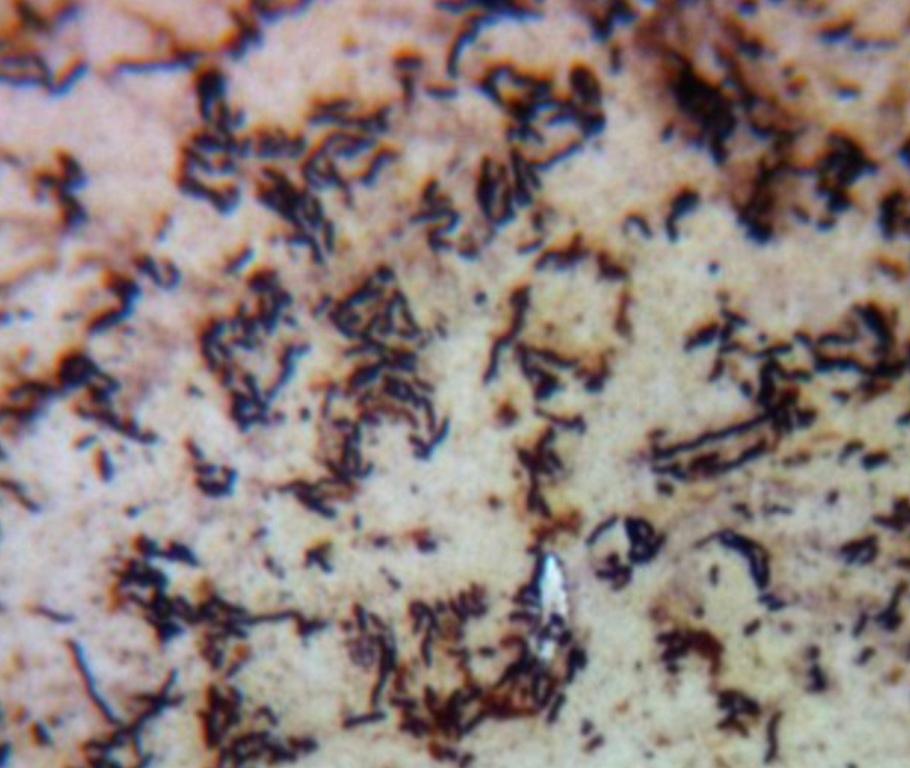 Solved 1. How many cellular structures did you observe when | Chegg.com