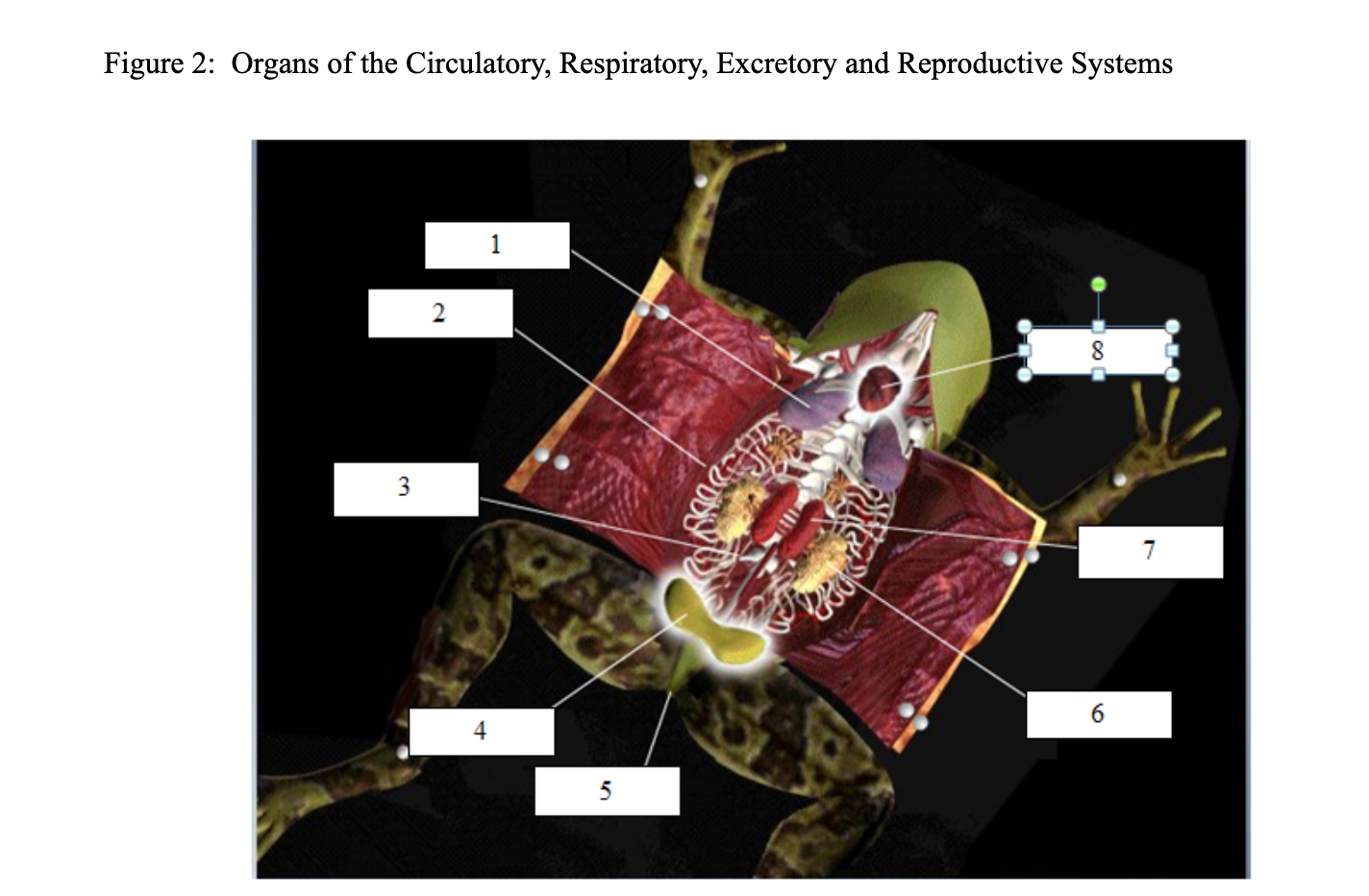 Solved Figure 2: Organs of the Circulatory, Respiratory, | Chegg.com