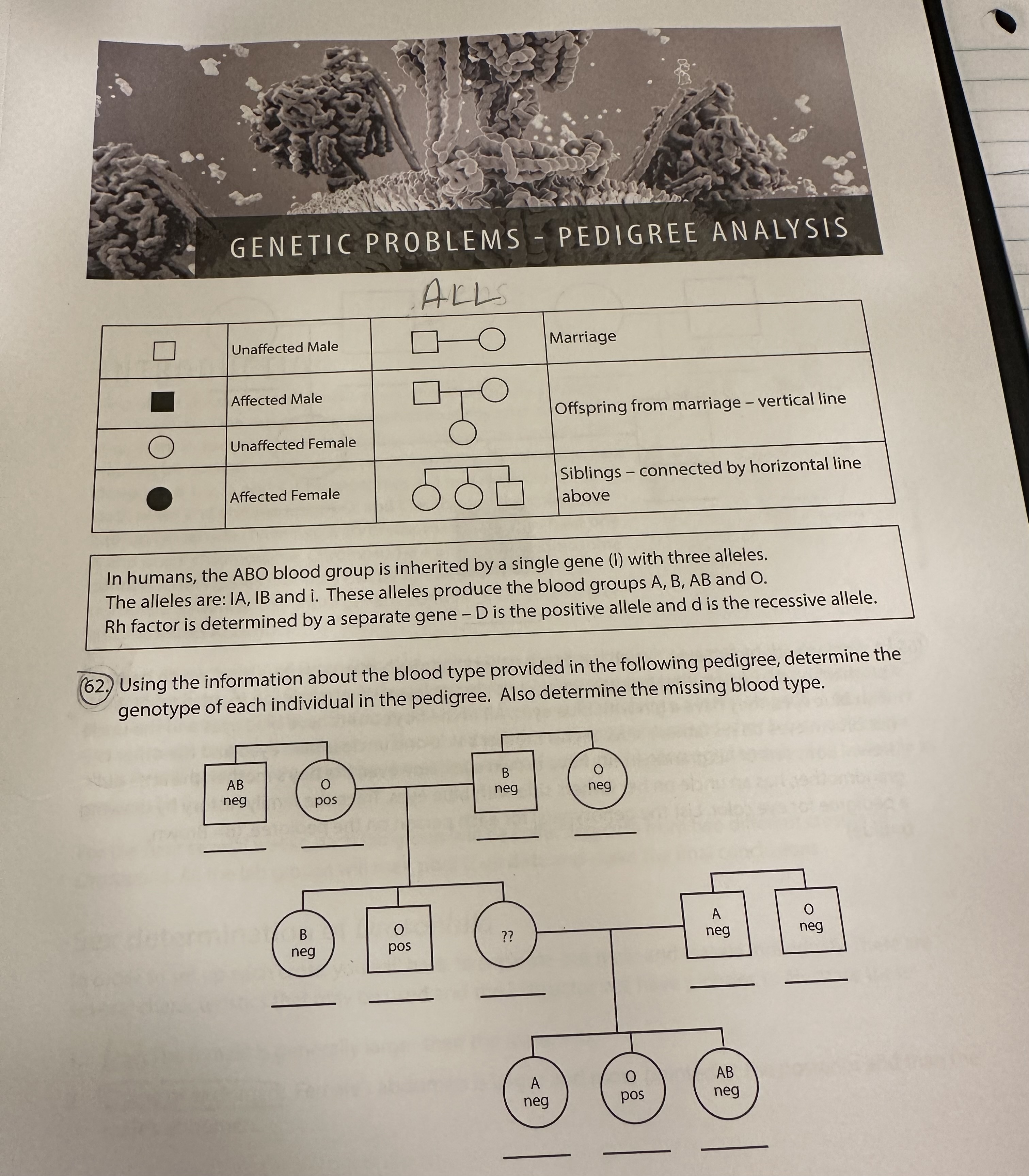 Solved In humans, the ABO blood group is inherited by a | Chegg.com