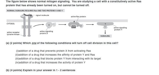 Solved The figure below shows normal mitogen signaling. You | Chegg.com