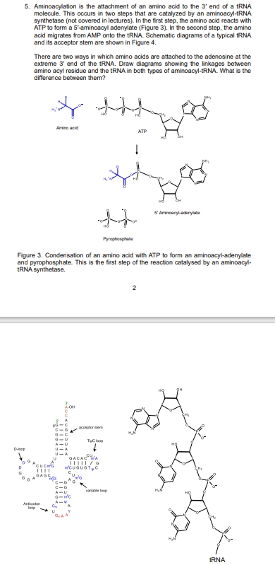 Solved 5. ﻿Aminoacylation is the attachment of an amino acid | Chegg.com