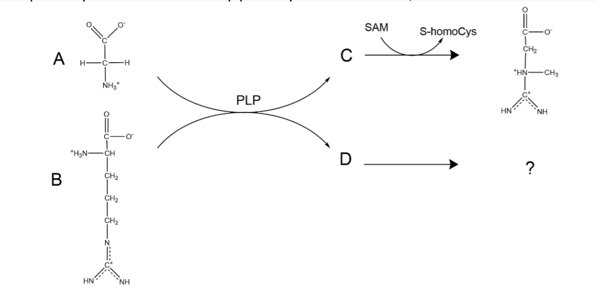 Solved Creatine kinase (CK) reaction is of vital importance | Chegg.com