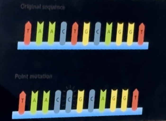 Solved What type of mutation is depicted in this | Chegg.com